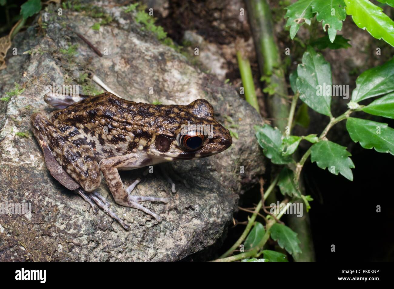 A Rough-sided Frog (Pulchrana glandulosa) on the forest floor in Gunung ...