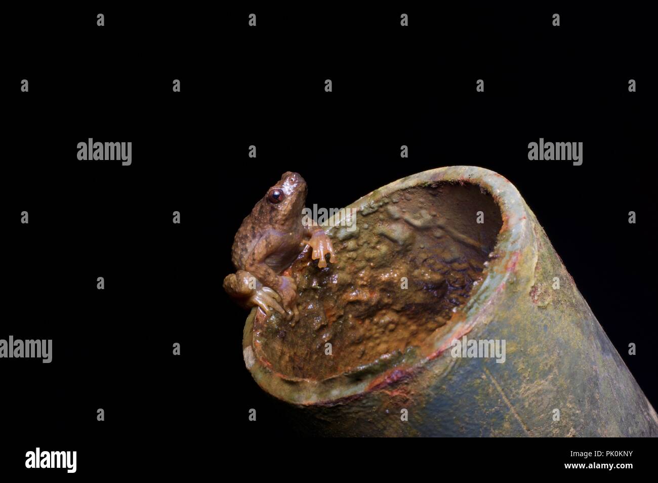 A Tree Hole Frog (Metaphrynella sundana) using a hollow pole as a nest ...