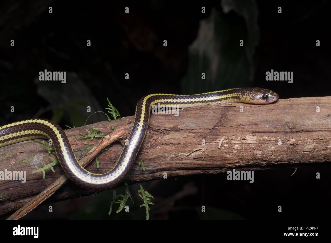 A Striped Dwarf Treesnake (Dryocalamus tristrigatus) on a branch at ...