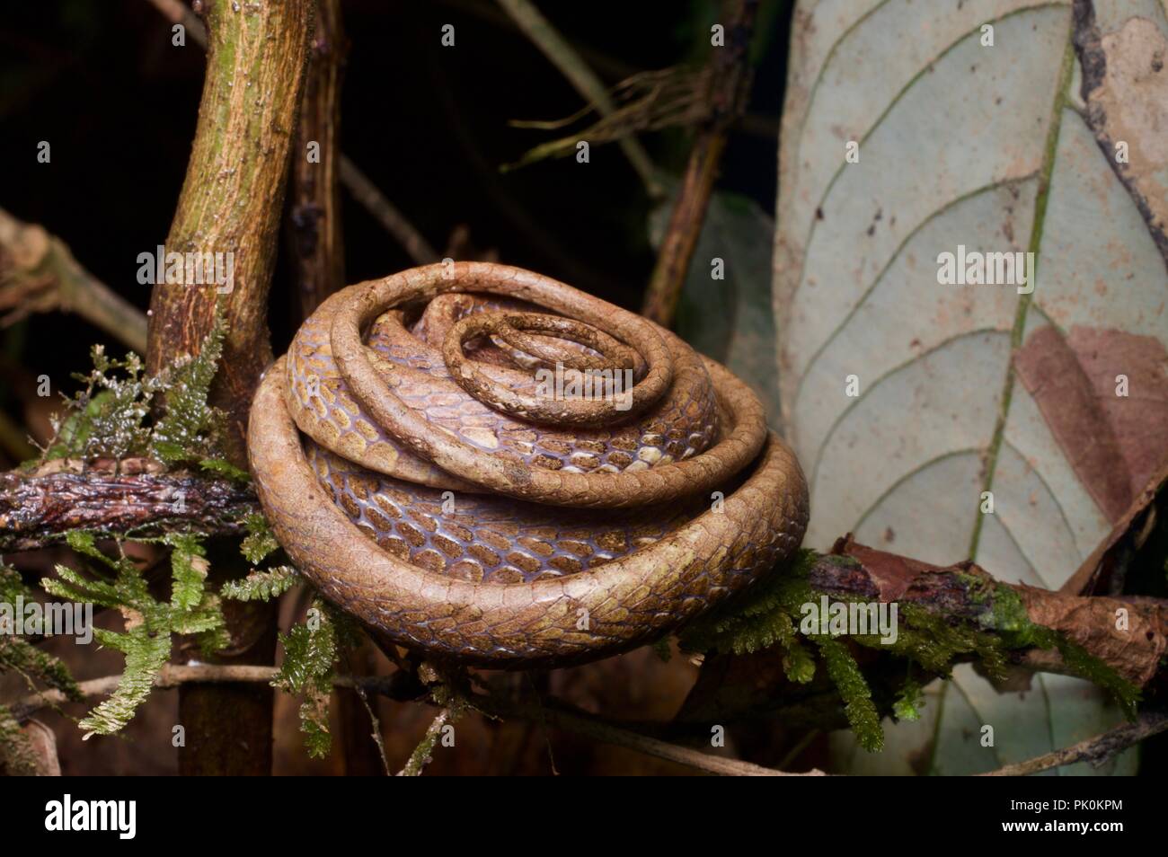 Eating a snake hi-res stock photography and images - Alamy