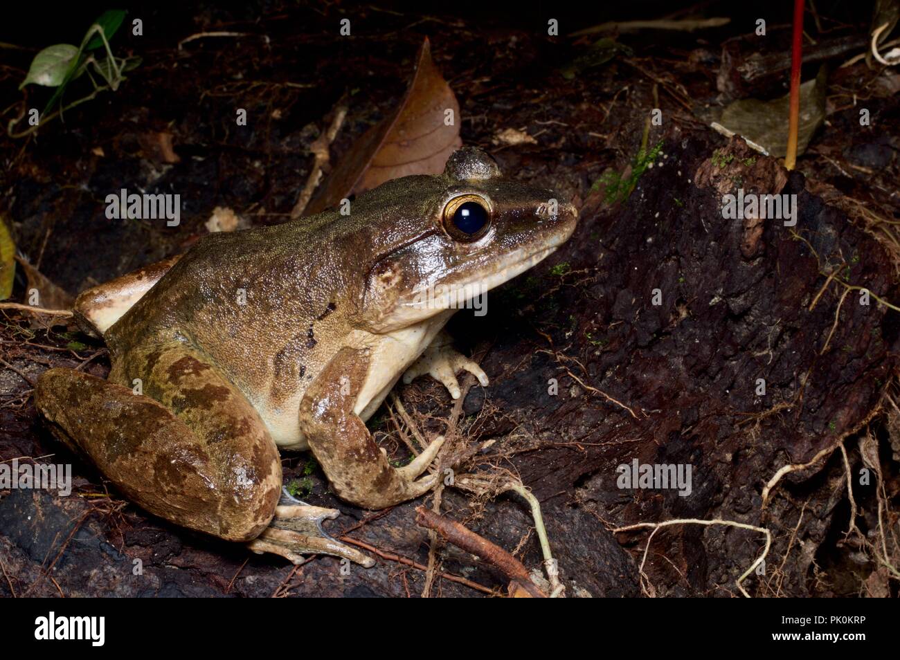A Giant River Frog (Limnonectes leporinus) on the forest floor in ...