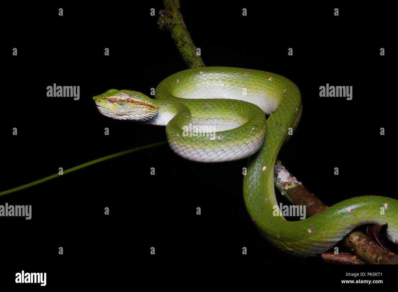A Bornean Keeled Pit Viper (Tropidolaemus subannulatus) at night in ...