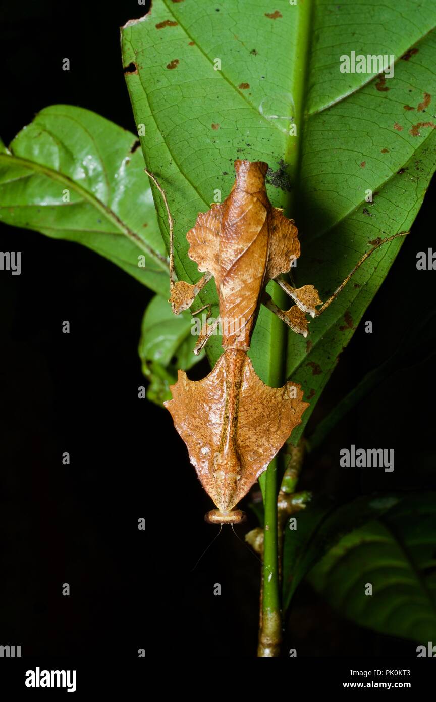 A camouflaged Dead Leaf Mantis (Deroplatys desiccata) hanging from a ...