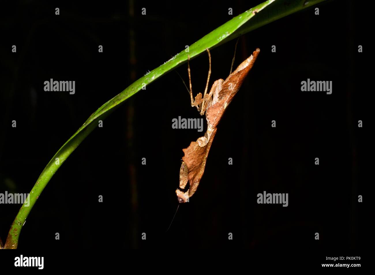 A camouflaged Dead Leaf Mantis (Deroplatys desiccata) hanging from a ...