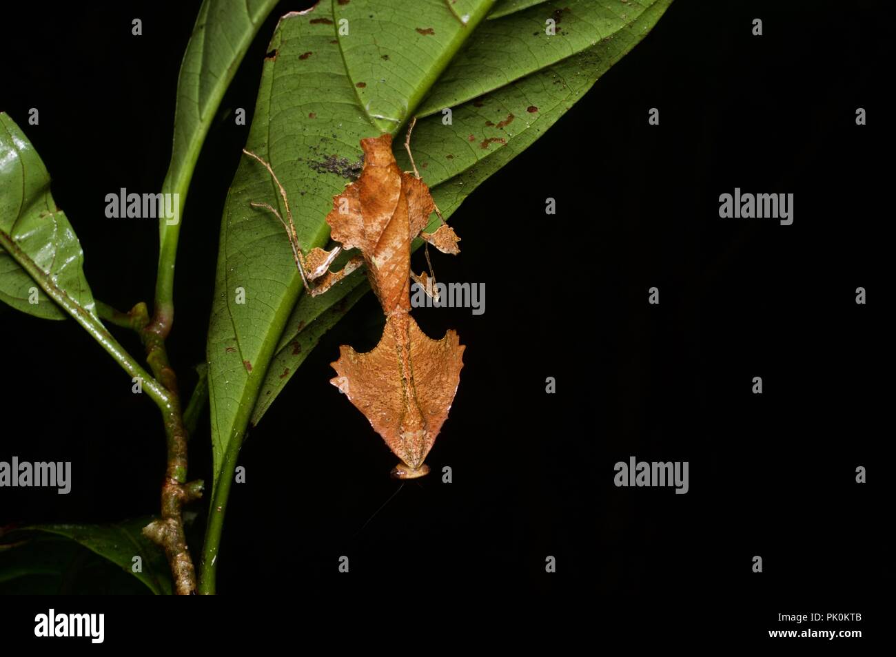 A camouflaged Dead Leaf Mantis (Deroplatys desiccata) hanging from a ...