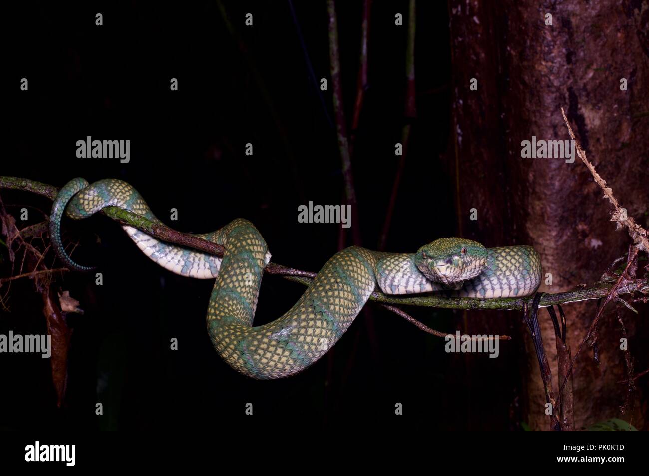 An adult female Bornean Keeled Pit Viper (Tropidolaemus subannulatus ...