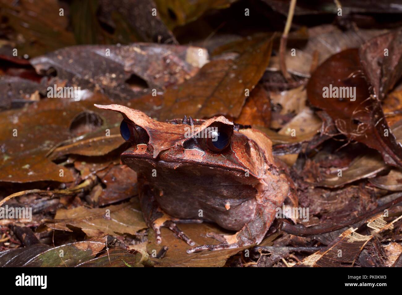 A Malayan Horned Frog (Megophrys nasuta) on the forest floor at night ...