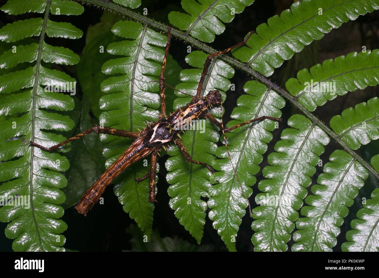 A phasmid (stick insect) in the rainforest at night in Gunung Mulu ...