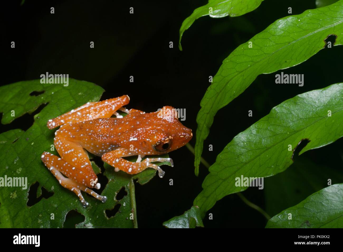 A Cinnamon Frog (Nyctixalus pictus) hunkered down in vegetation in ...