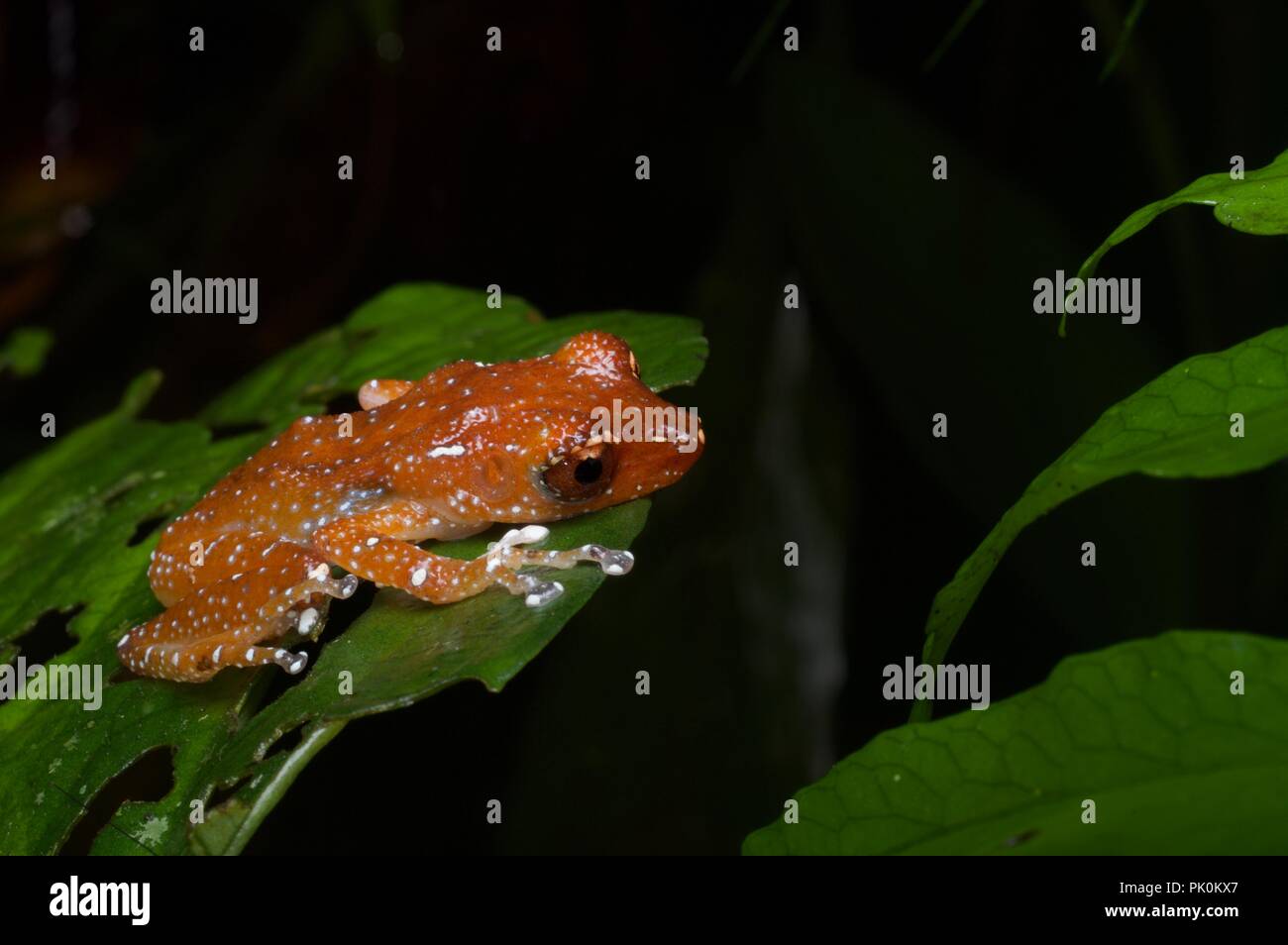 A Cinnamon Frog (Nyctixalus pictus) hunkered down in vegetation in ...