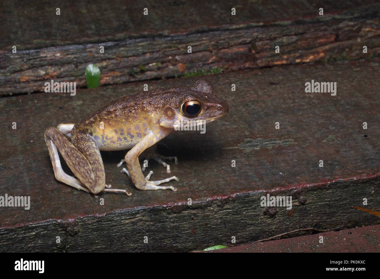 Brown marsh frog pulchrana baramica hi-res stock photography and images ...