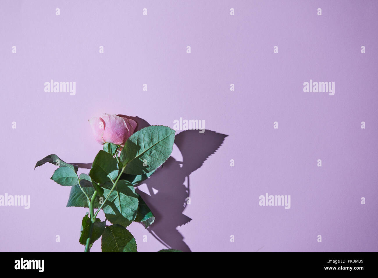 Pink rose with shadow on purple background. Romantic spring time. Copy ...