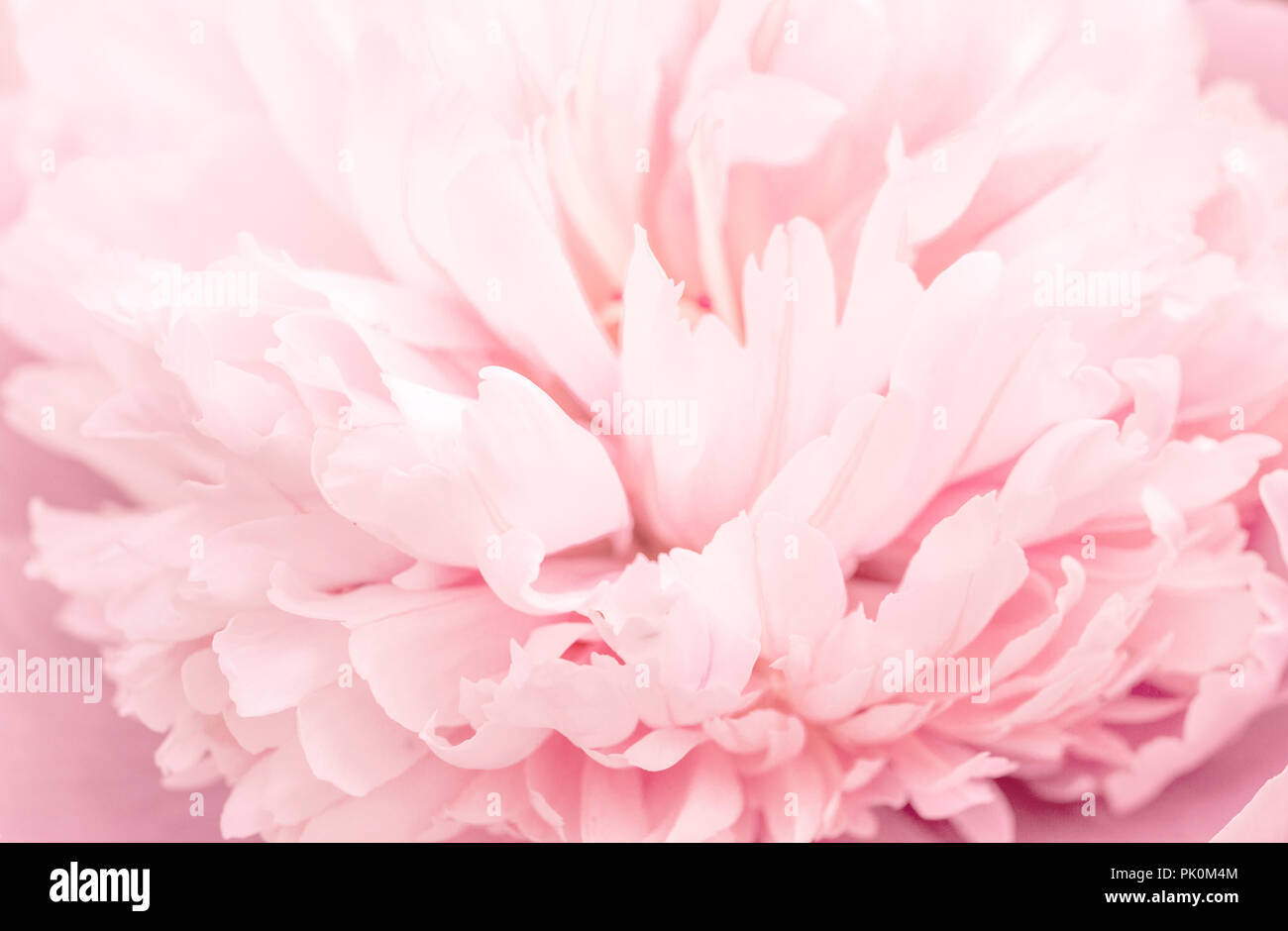 Unfocused blur rose petals, abstract romance background, pastel and ...