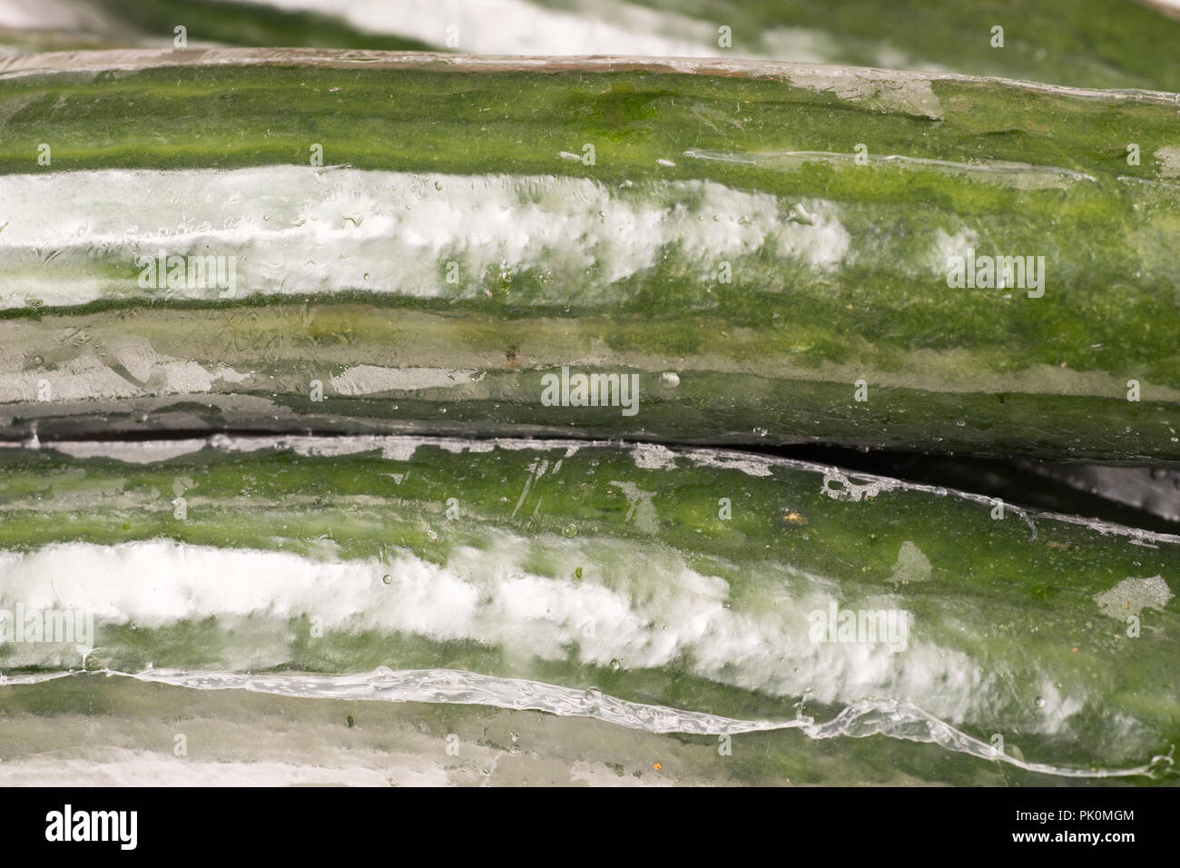 Bunch of cucumber wrapped in plastic films, close up and background ...
