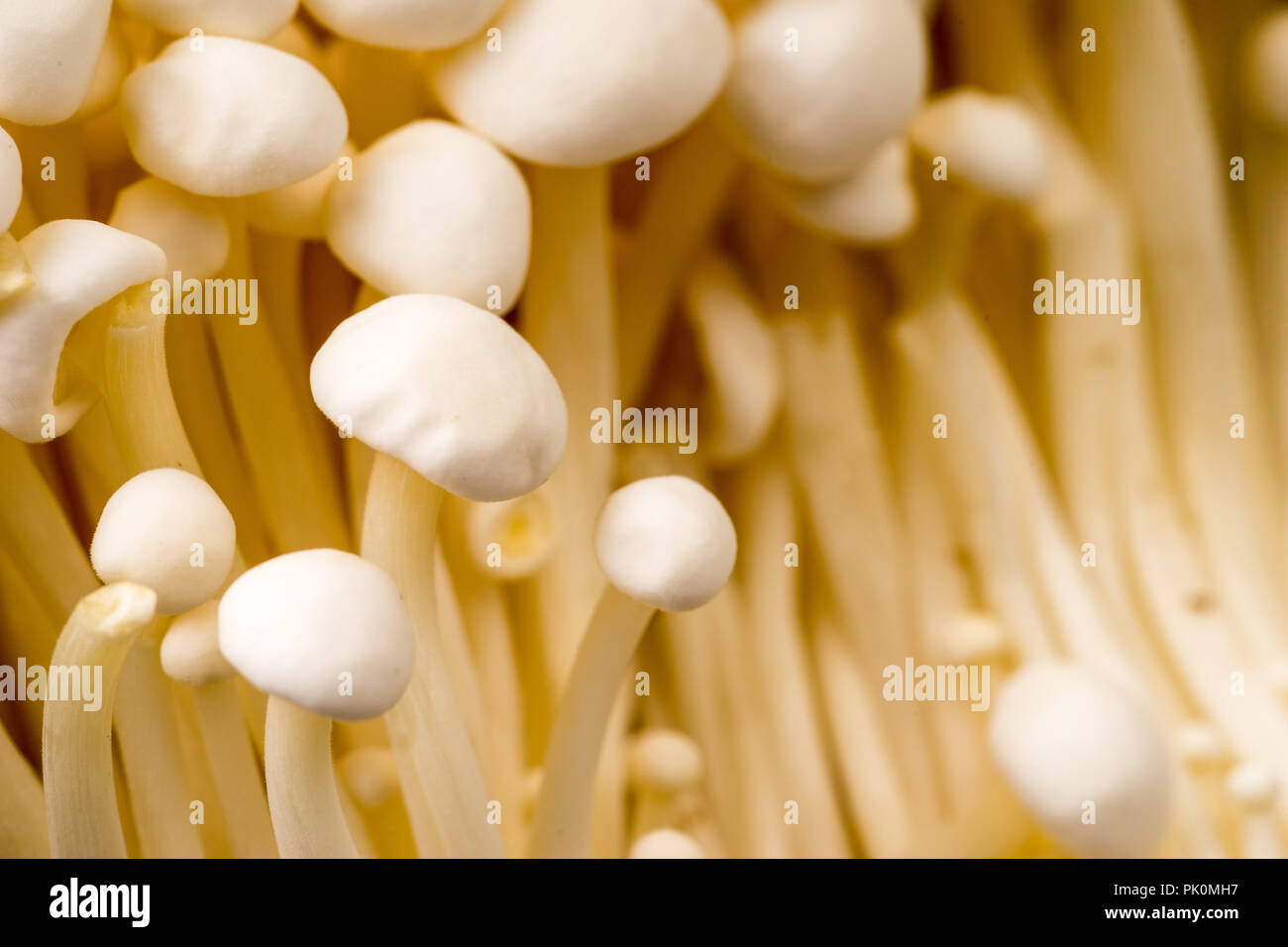 Organic healthy asian Enoik Mushrooms, close up Stock Photo - Alamy