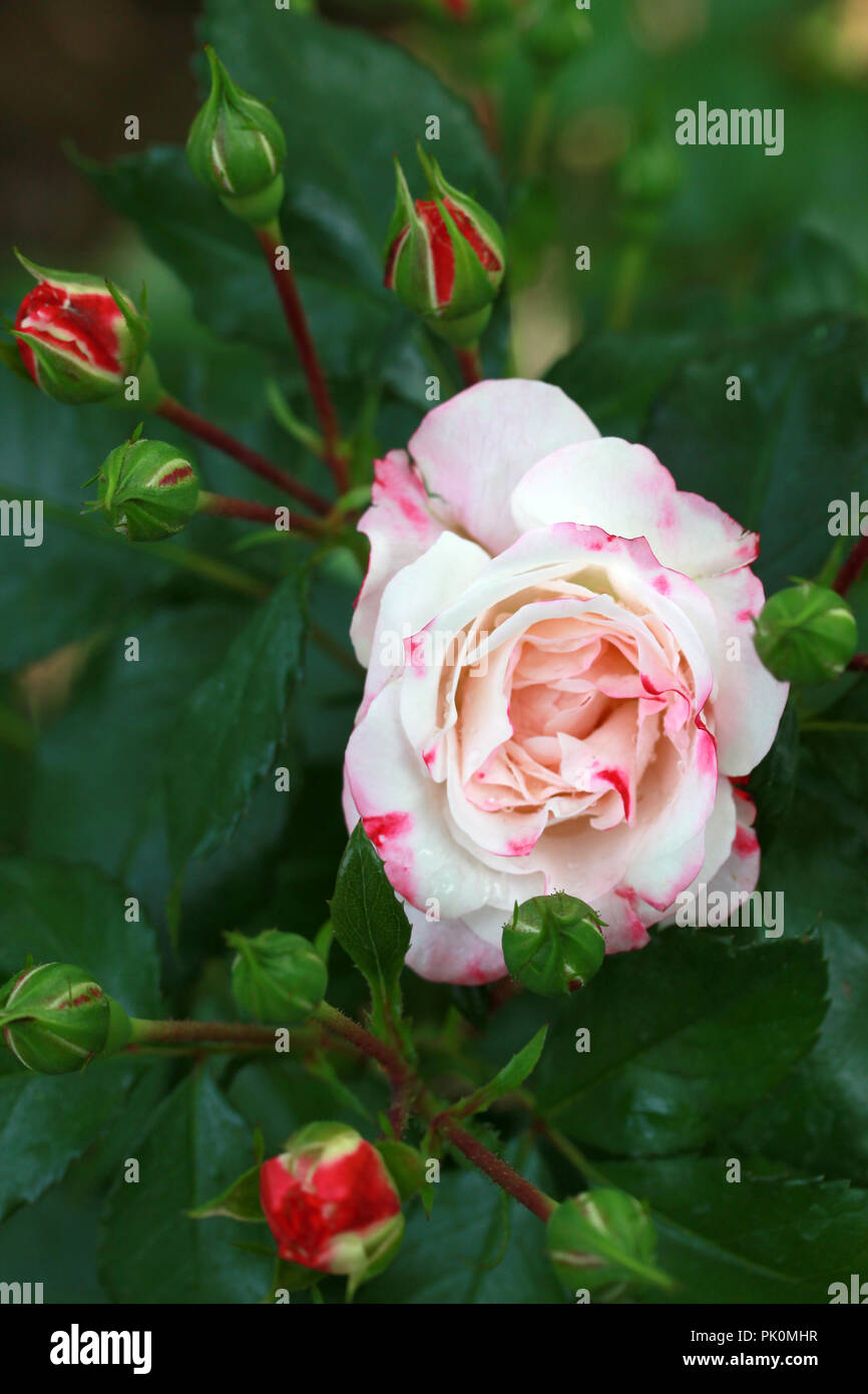 Moda center arena hi-res stock photography and images - Alamy