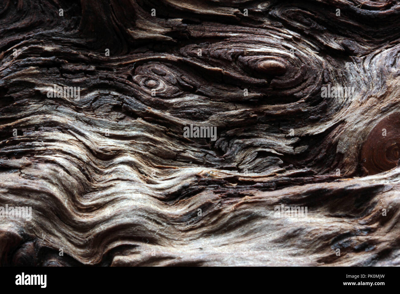 Bark Tree wood texture Stock Photo - Alamy