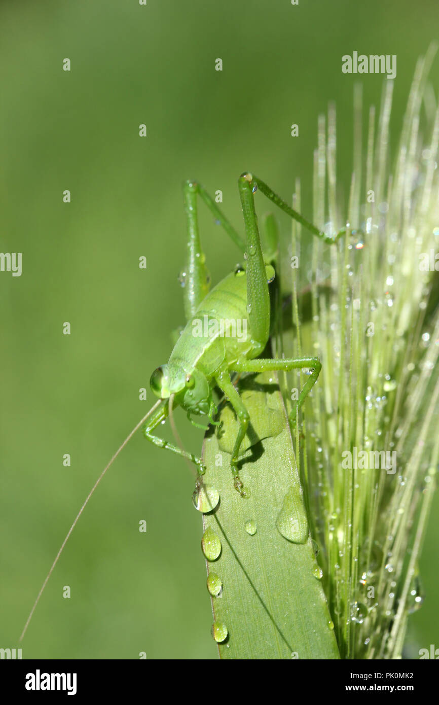 Grasshopper on wheat Stock Photo - Alamy
