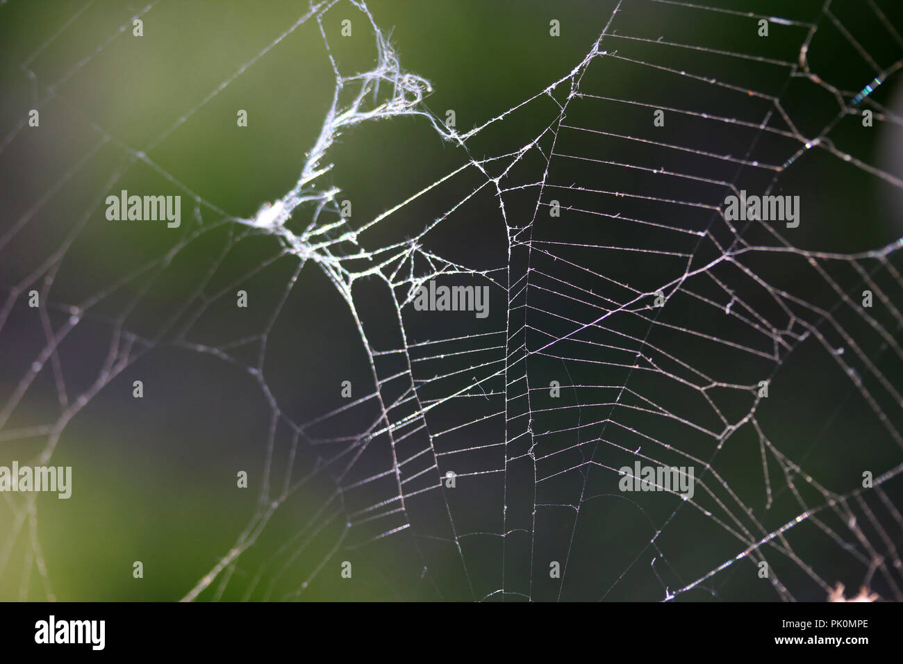 abstract spider web background Stock Photo - Alamy