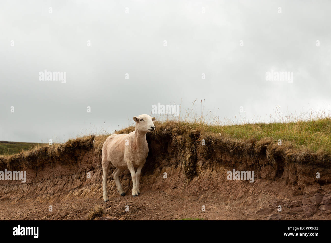 sheep in the Welsh countryside Stock Photo - Alamy