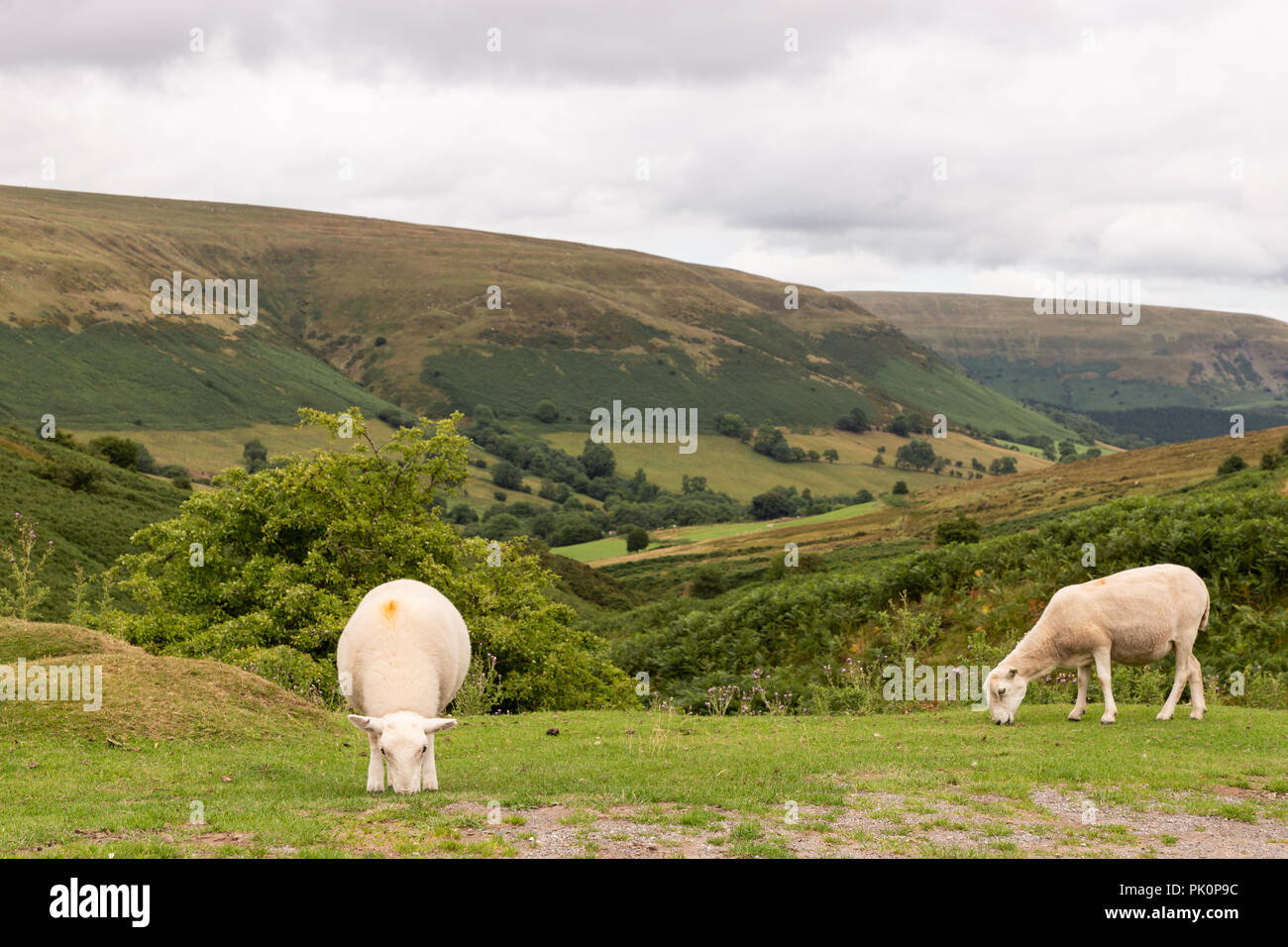 sheep in the Welsh countryside Stock Photo - Alamy