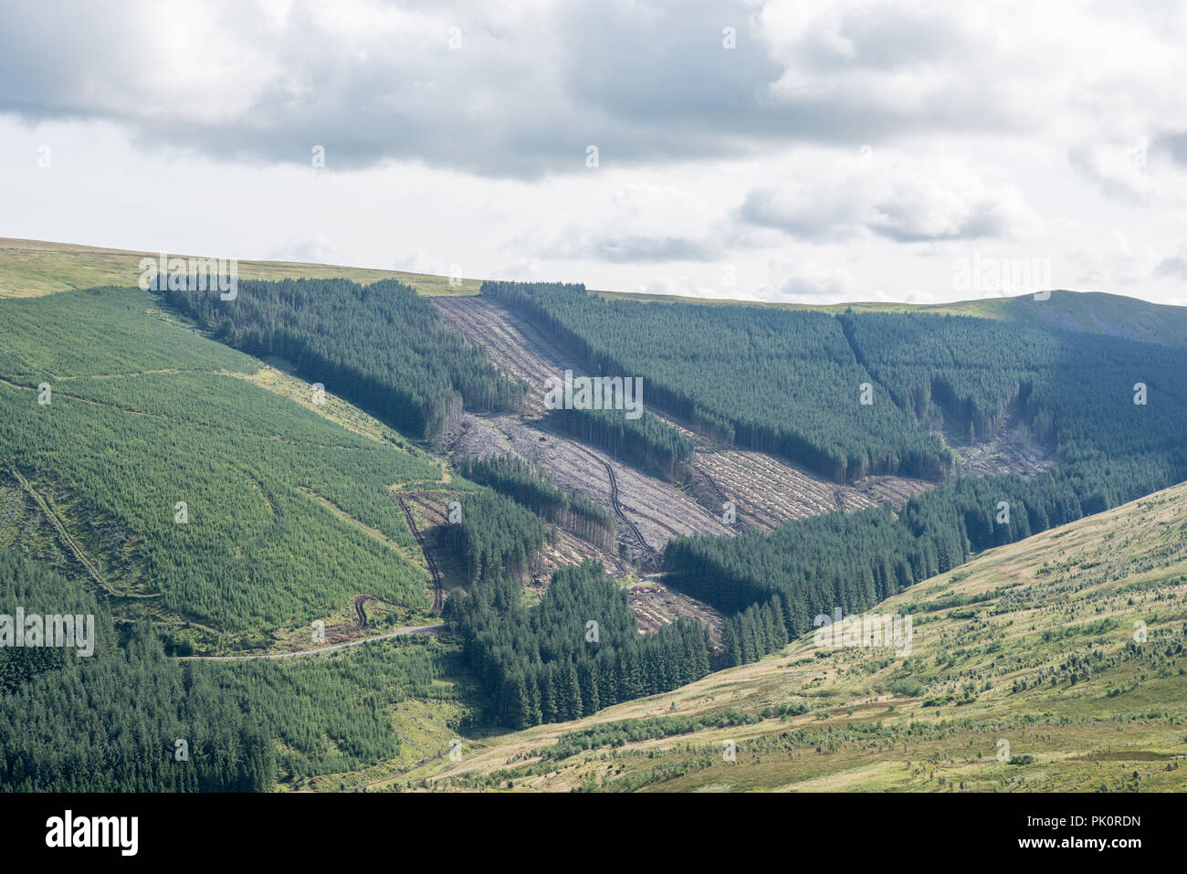 Connifer plantation hi-res stock photography and images - Alamy