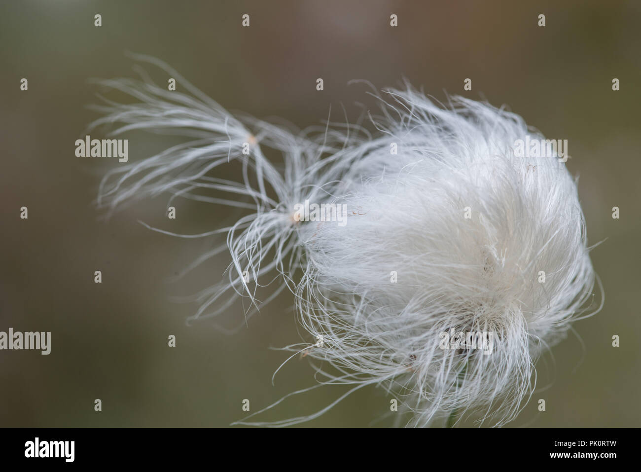 Woodland trust reserve Portmoak Moss, near Glenrothes, Scotland. Summer ...