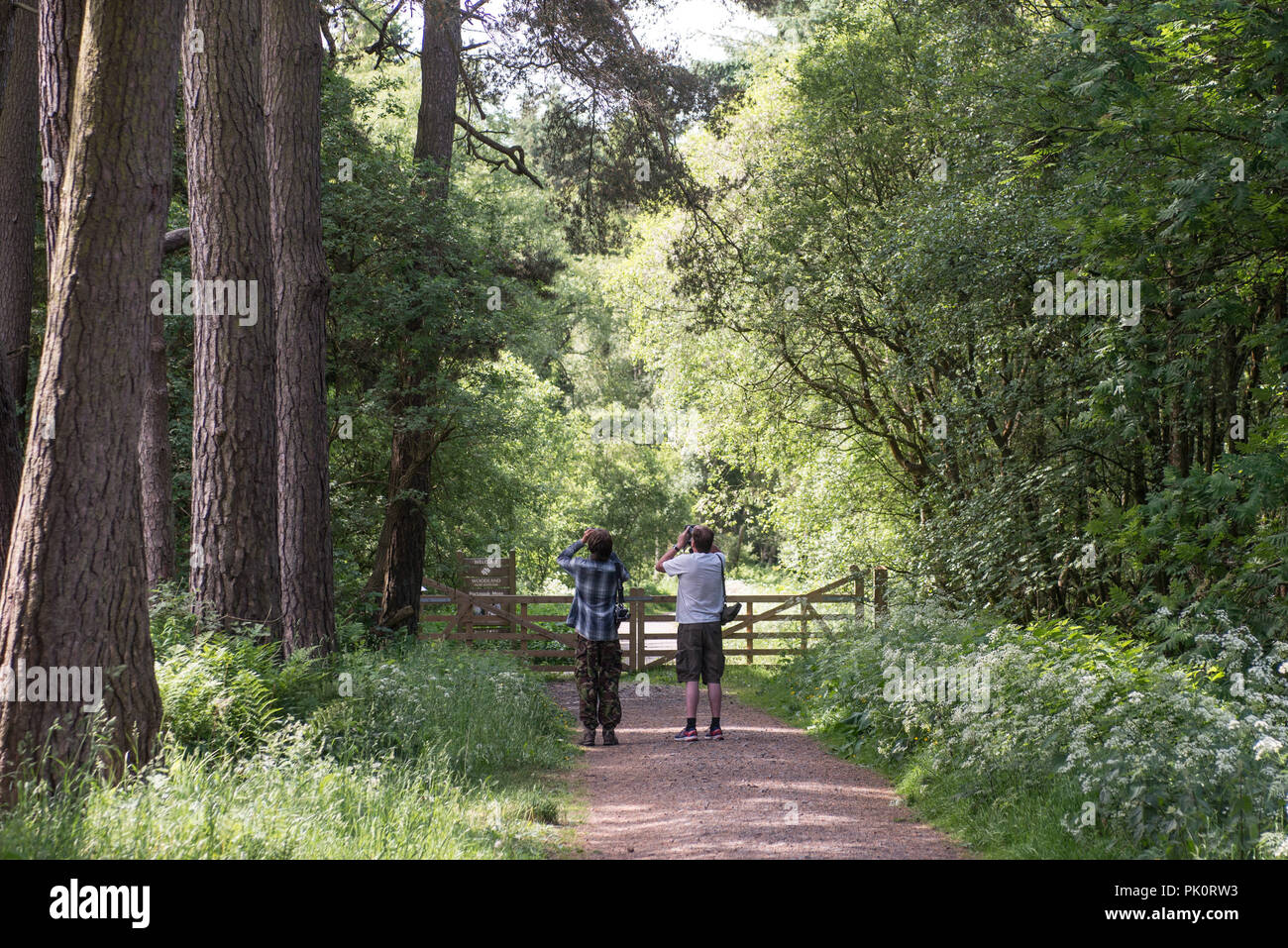Woodland trust reserve Portmoak Moss, near Glenrothes, Scotland. Summer ...