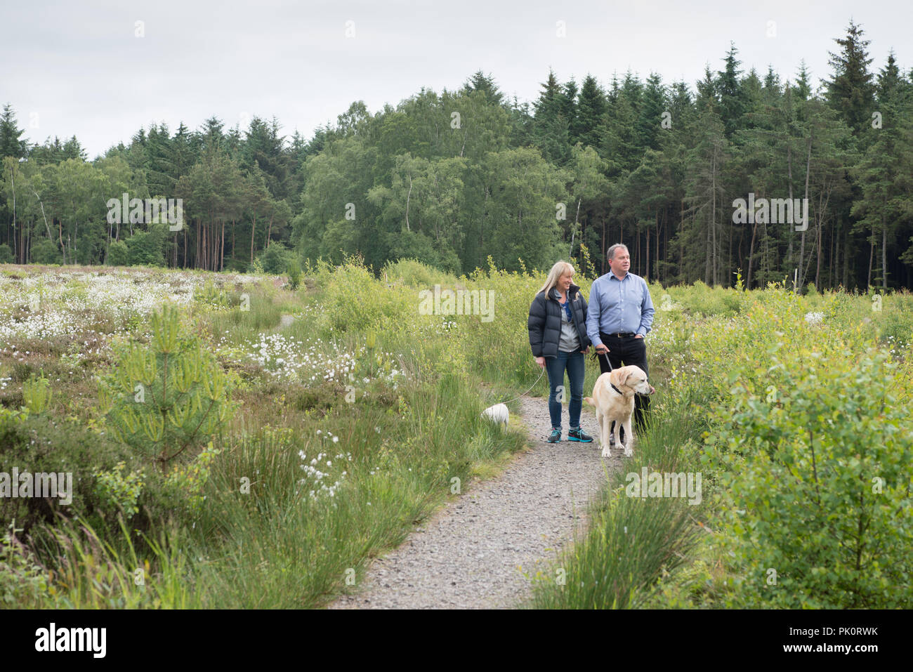 Woodland trust reserve Portmoak Moss, near Glenrothes, Scotland. Summer ...