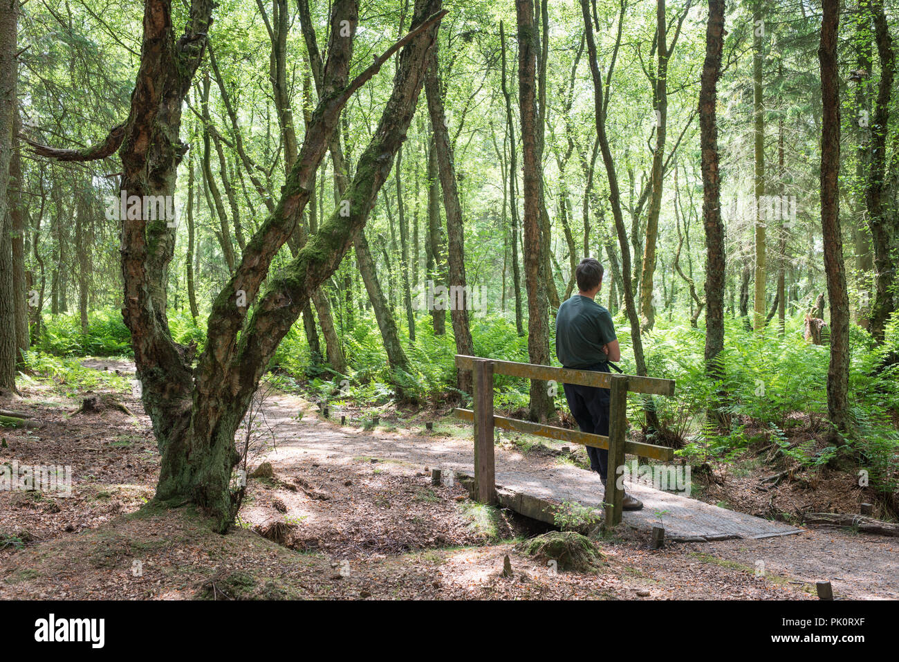 Woodland trust reserve Portmoak Moss, near Glenrothes, Scotland. Summer ...