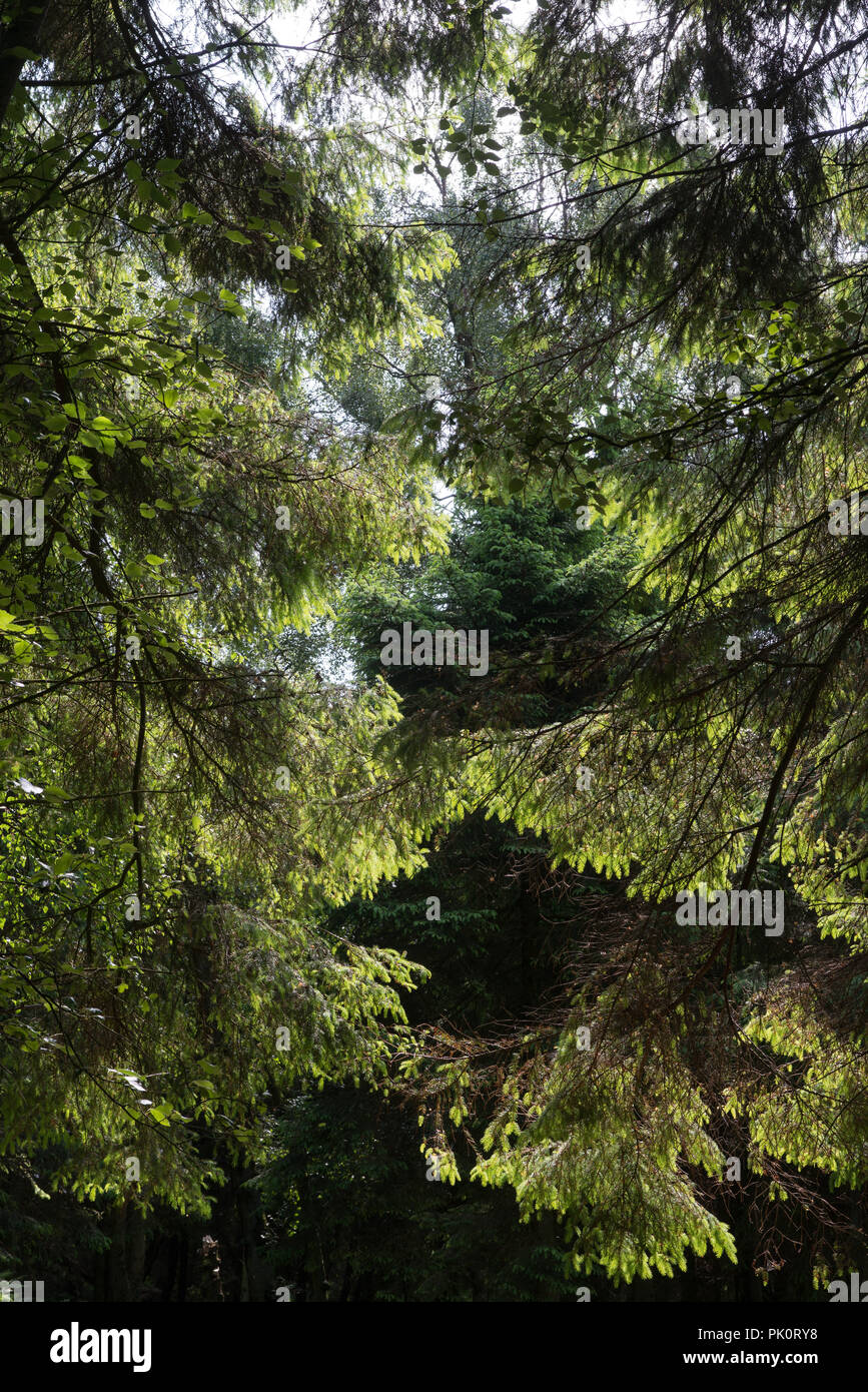 Woodland trust reserve Portmoak Moss, near Glenrothes, Scotland. Summer ...