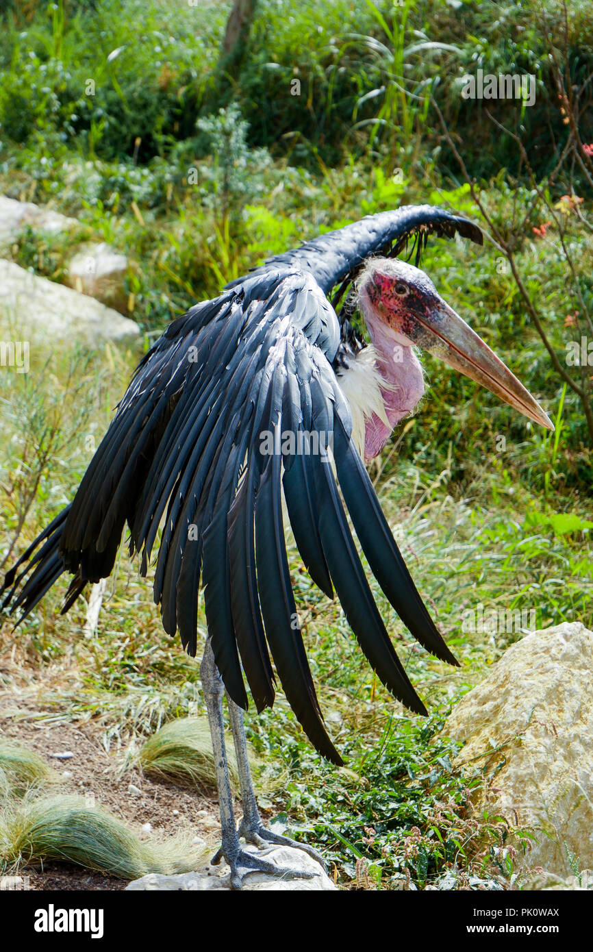 African marabou hi-res stock photography and images - Alamy
