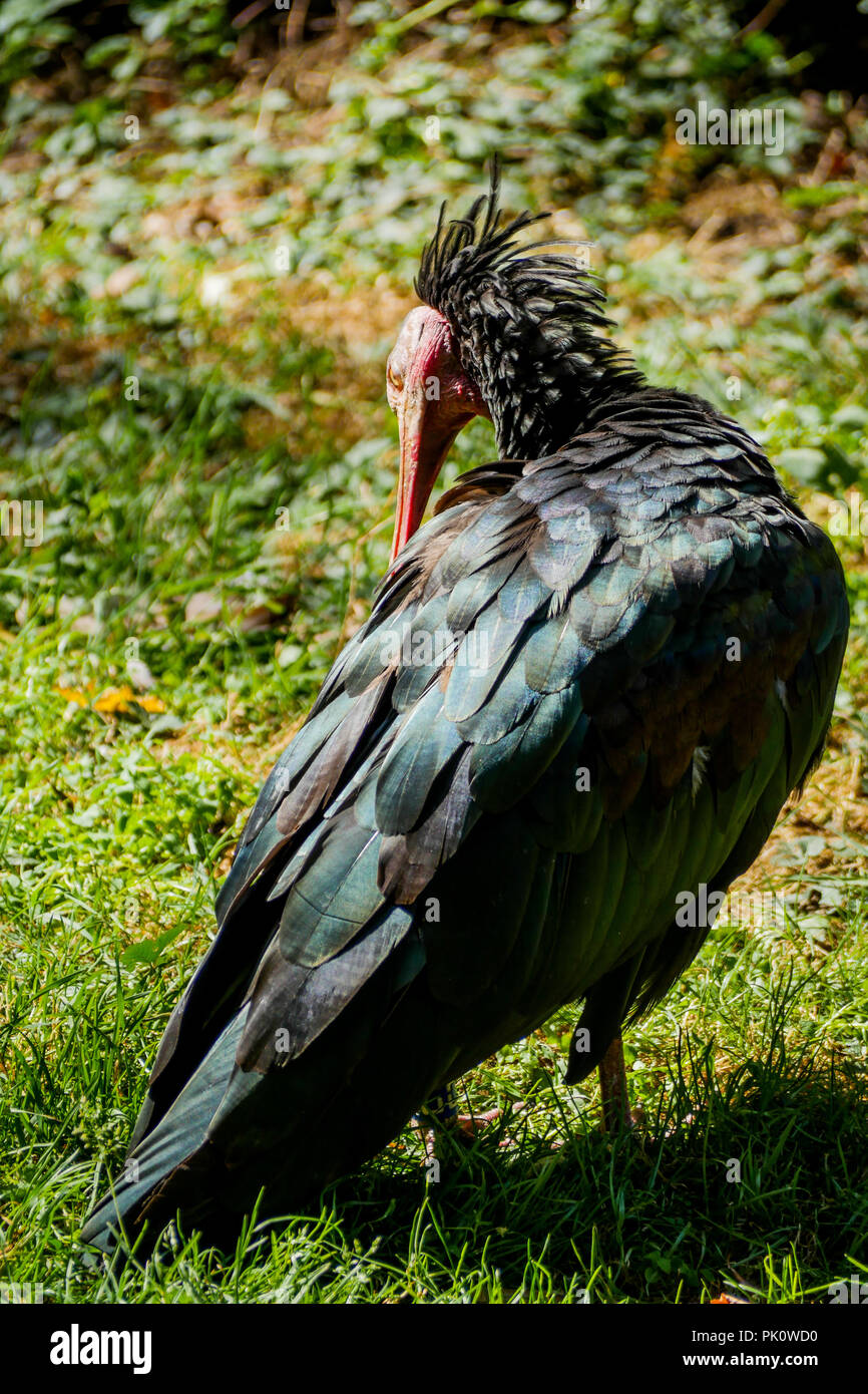 Parc des ibis hi-res stock photography and images - Alamy