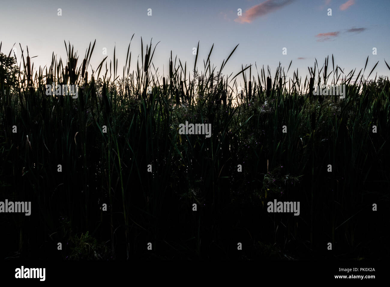 Bullrush hi-res stock photography and images - Alamy