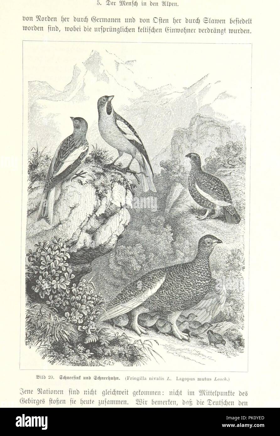 Image from page 93 of 'Die Hochgebirge der Erde ... Mit Titelbild in ...