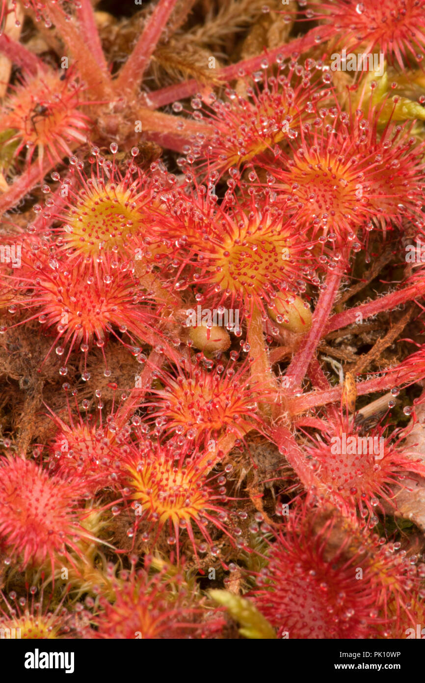 Bog interpretive hi-res stock photography and images - Alamy