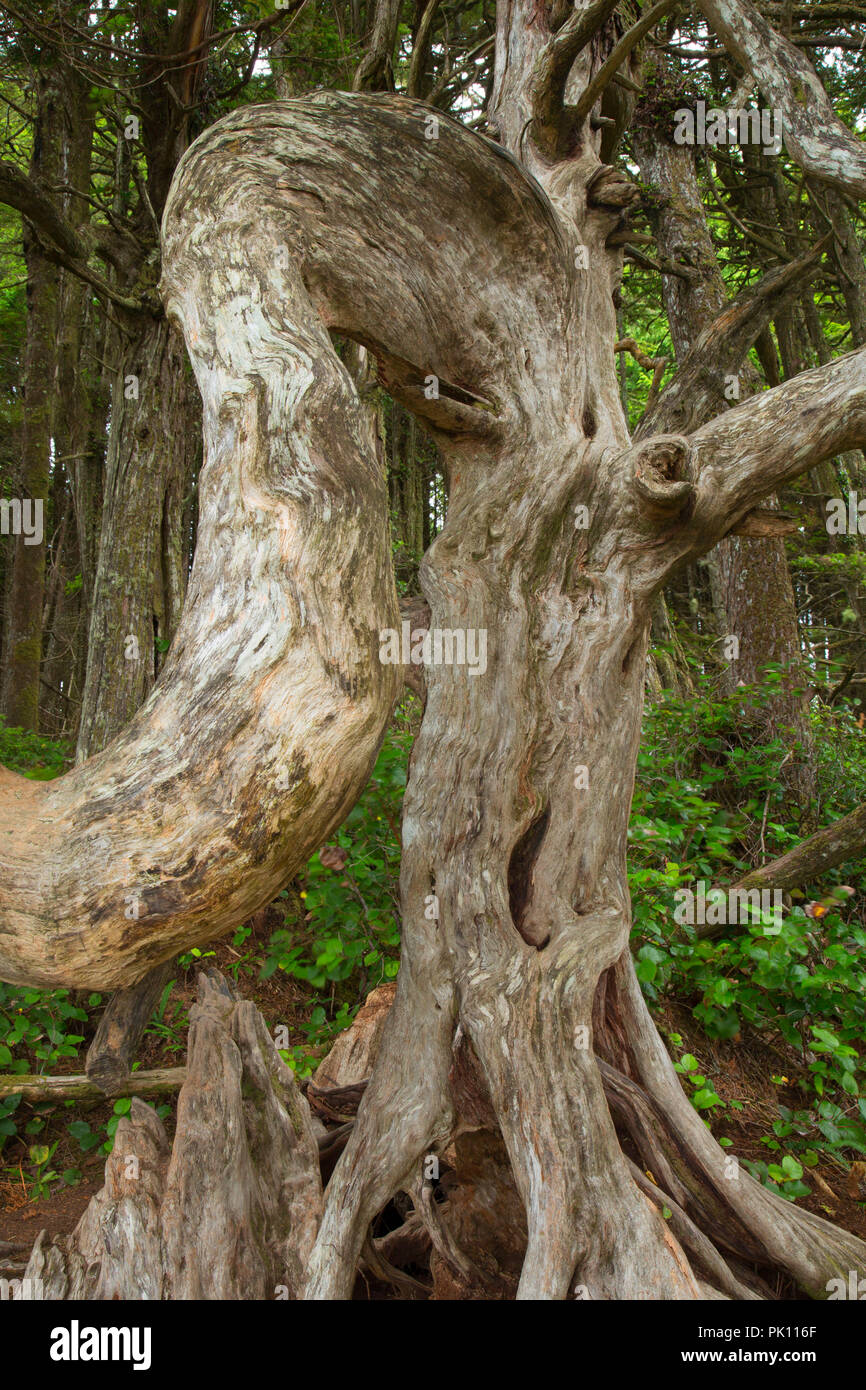 Sitka forest british columbia hi-res stock photography and images - Alamy