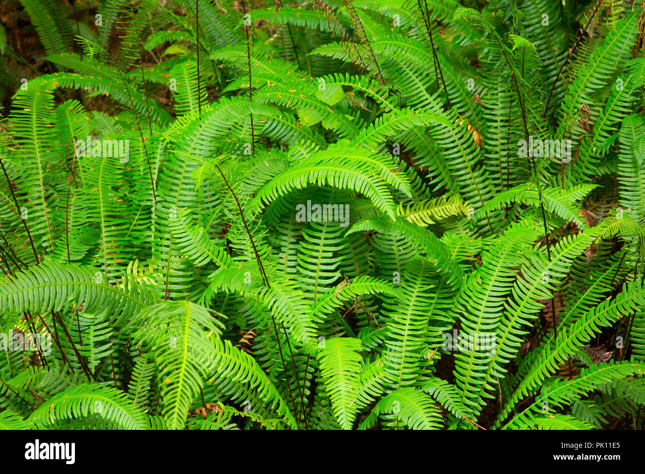 Deer fern hi-res stock photography and images - Alamy