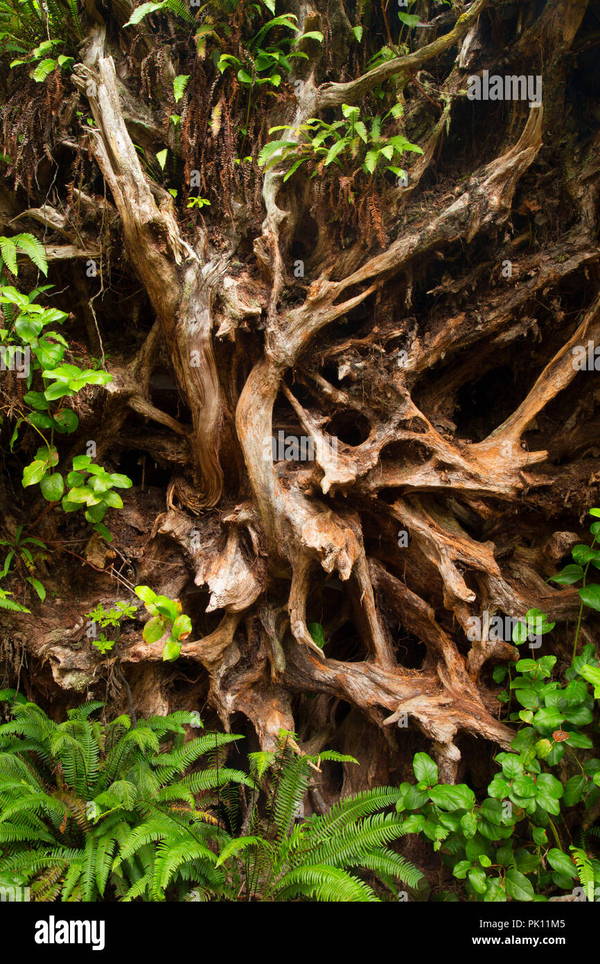 Spruce root hi-res stock photography and images - Alamy