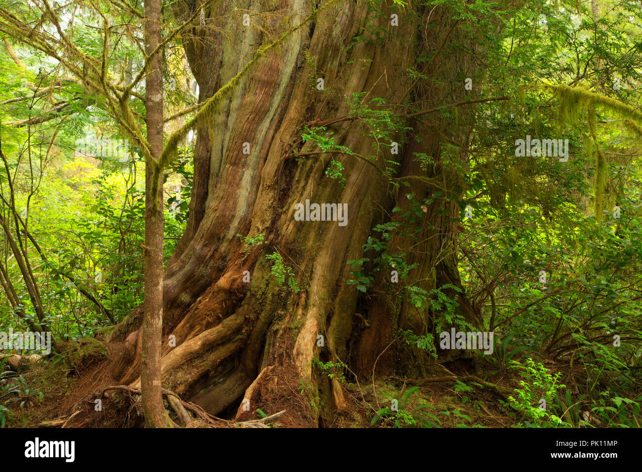 Ancient cedars loop trail hi-res stock photography and images - Alamy