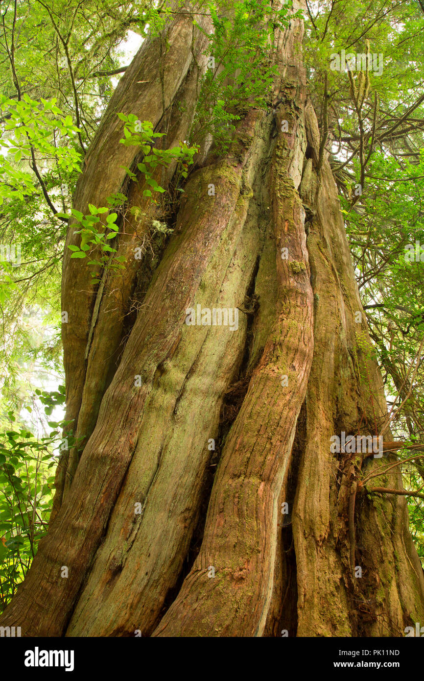Ancient cedars loop trail hi-res stock photography and images - Alamy