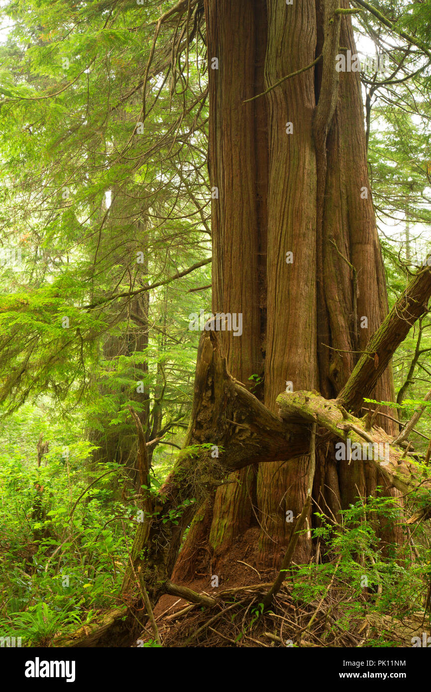 Western red cedar on Ancient Cedars Loop, Wild Pacific Trail, Ucluelet ...