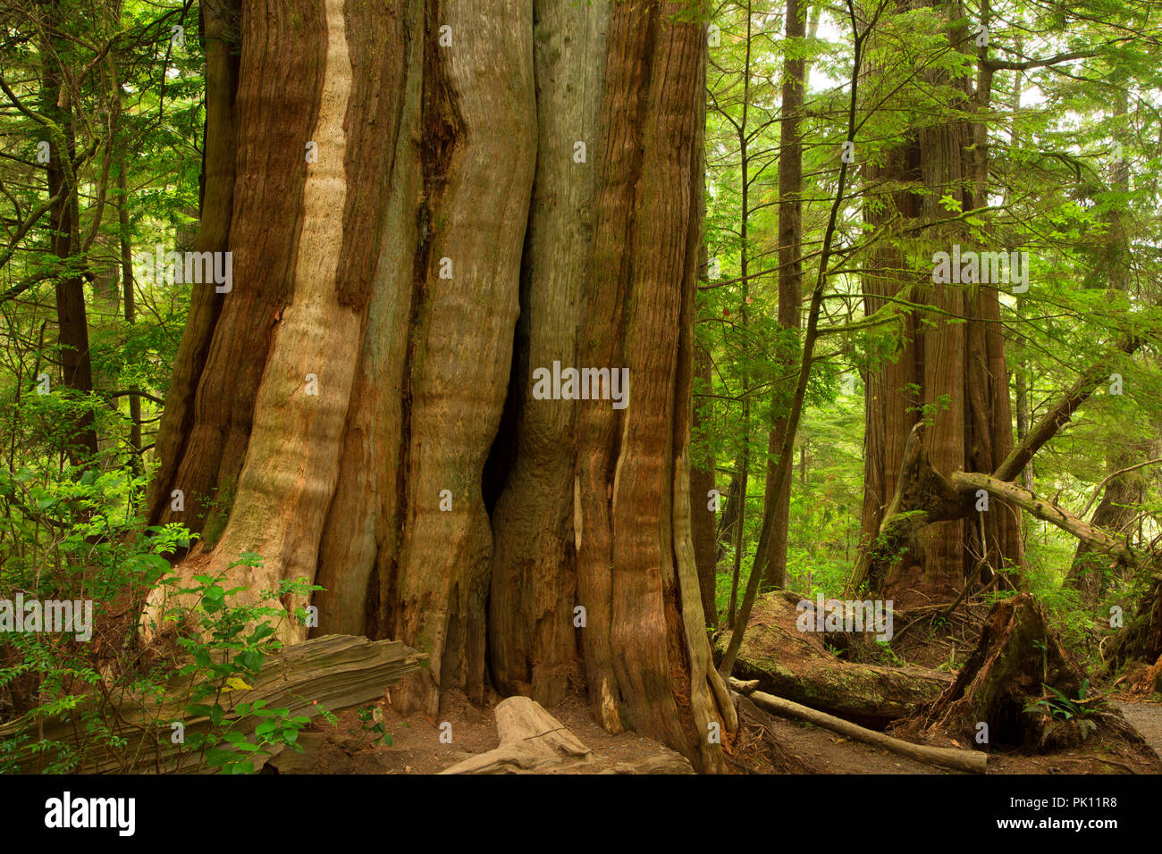 Ancient cedars loop trail hi-res stock photography and images - Alamy