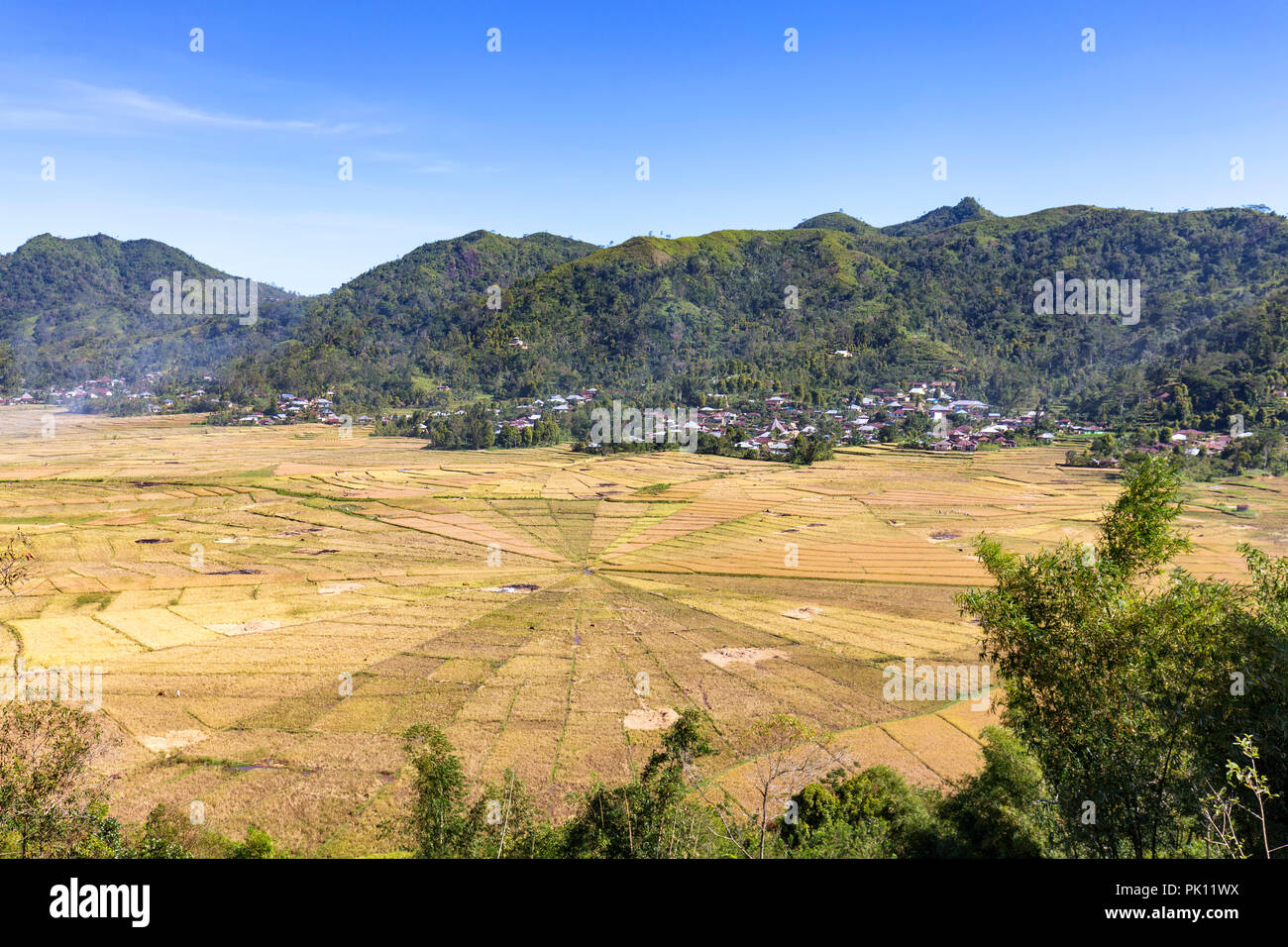 World famous spider rice fields at harvest time in Flores, Indonesia ...