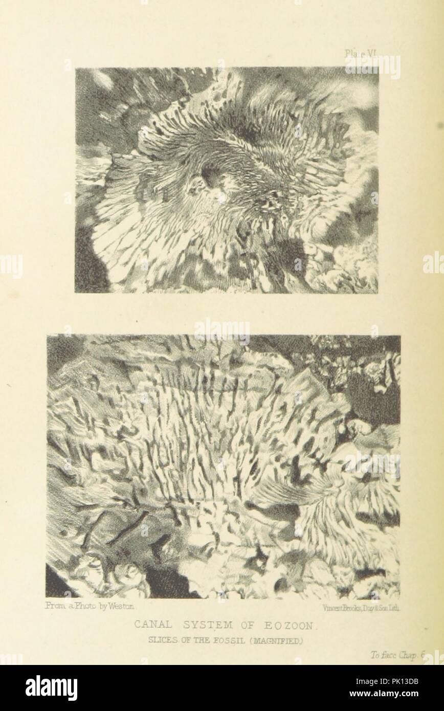 Image from page 156 of 'Life's Dawn on Earth being the history of the ...