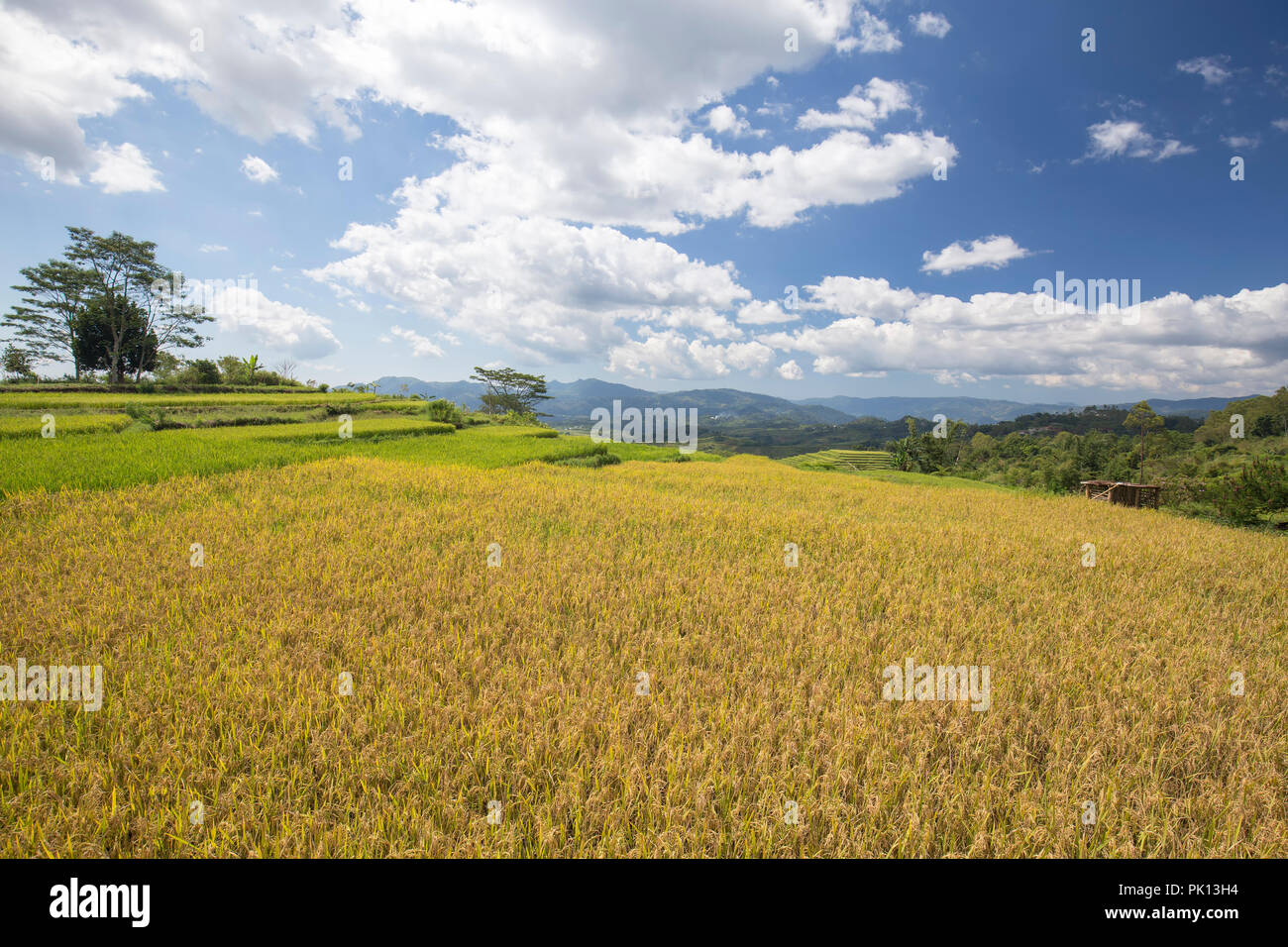Terraced Golo Cador rice fields near Ruteng in Flores, Indonesia Stock ...