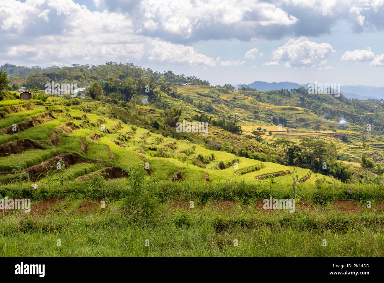 Small rice terraces at the Golo Cador Rice Terrace Valley near Ruteng ...