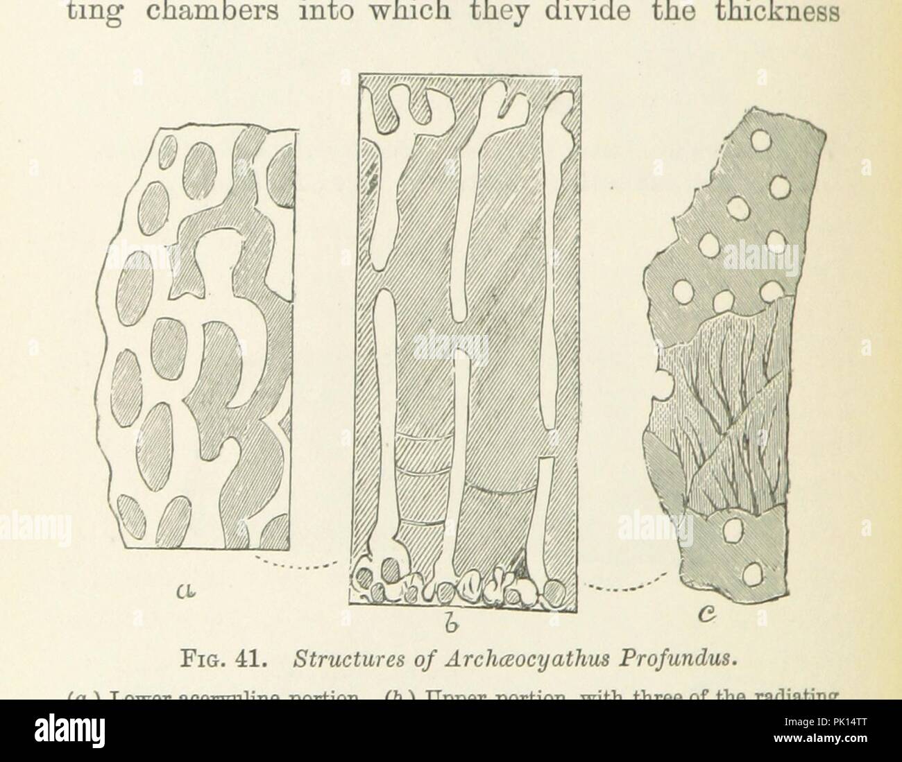 Image from page 184 of 'Life's Dawn on Earth being the history of the ...