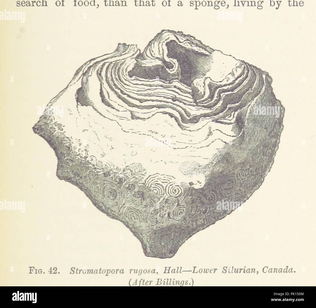 Image from page 187 of 'Life's Dawn on Earth being the history of the ...