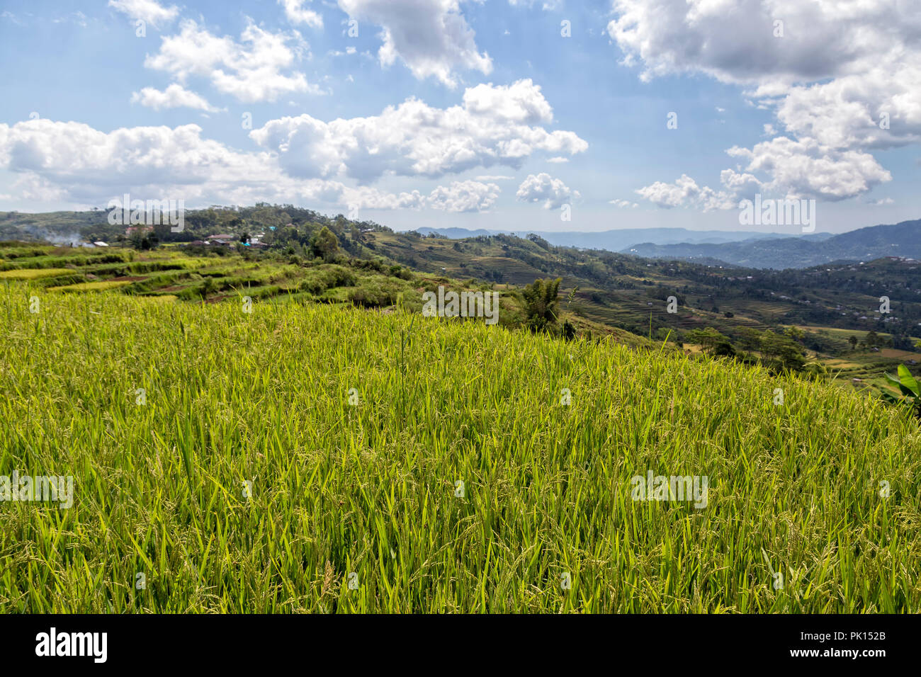 Organic rice field at the Golo Cador Rice Terraces in Ruteng on Flores ...